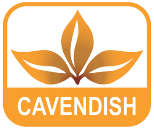 Contact – Cavendish Lloyd